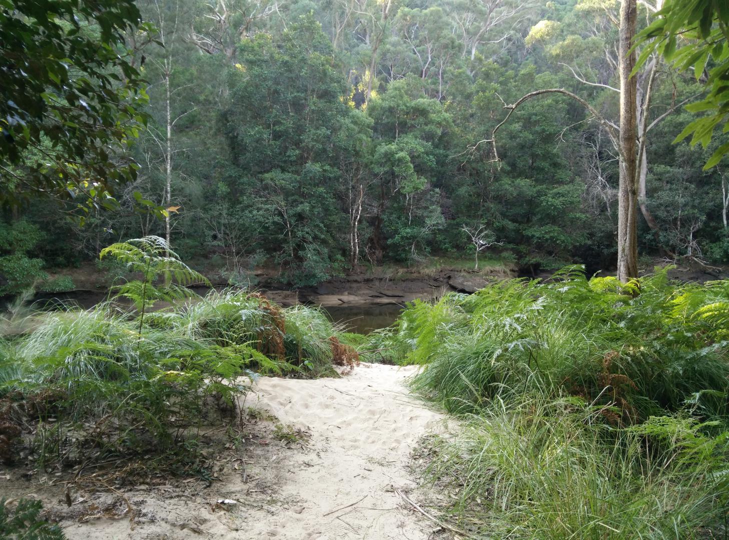 Bungaroo Track | Garigal National Park | BeyondTracks