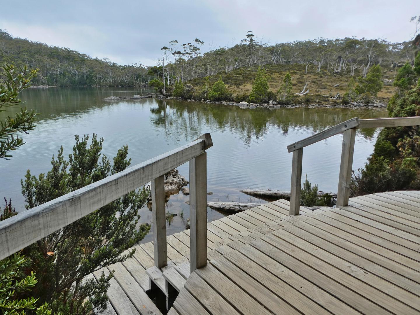 Pandani Grove Nature Walk | Mount Field National Park | BeyondTracks